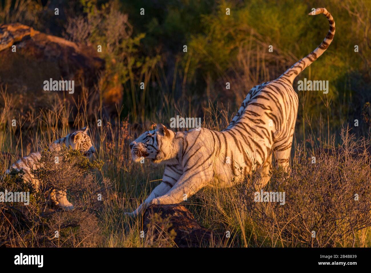 South Africa, Private reserve, Asian (Bengal) Tiger (Panthera tigris ...