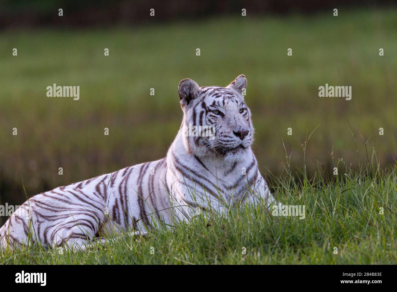 South Africa, Private reserve, Asian (Bengal) Tiger (Panthera tigris ...
