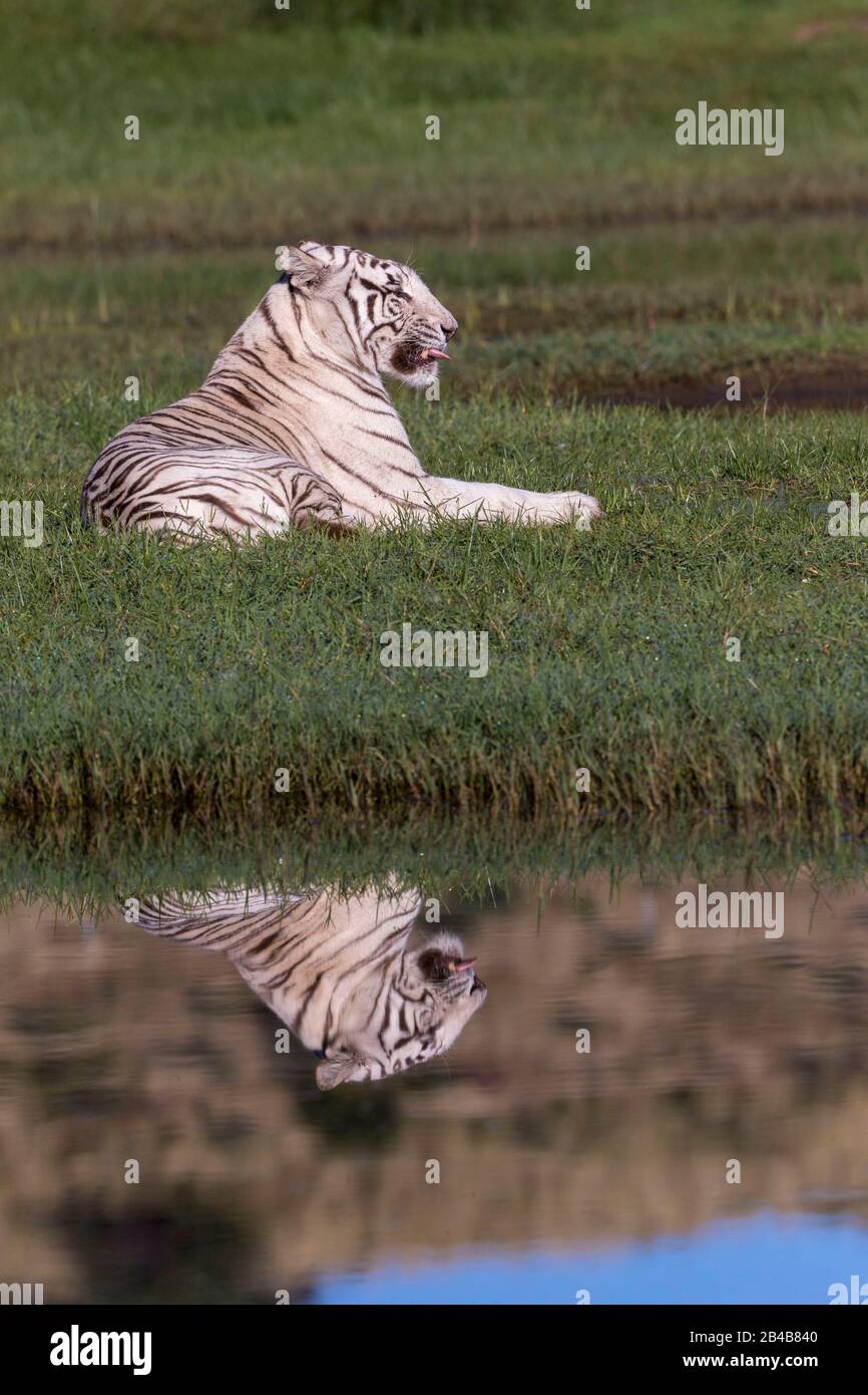 South Africa, Private reserve, Asian (Bengal) Tiger (Panthera tigris ...