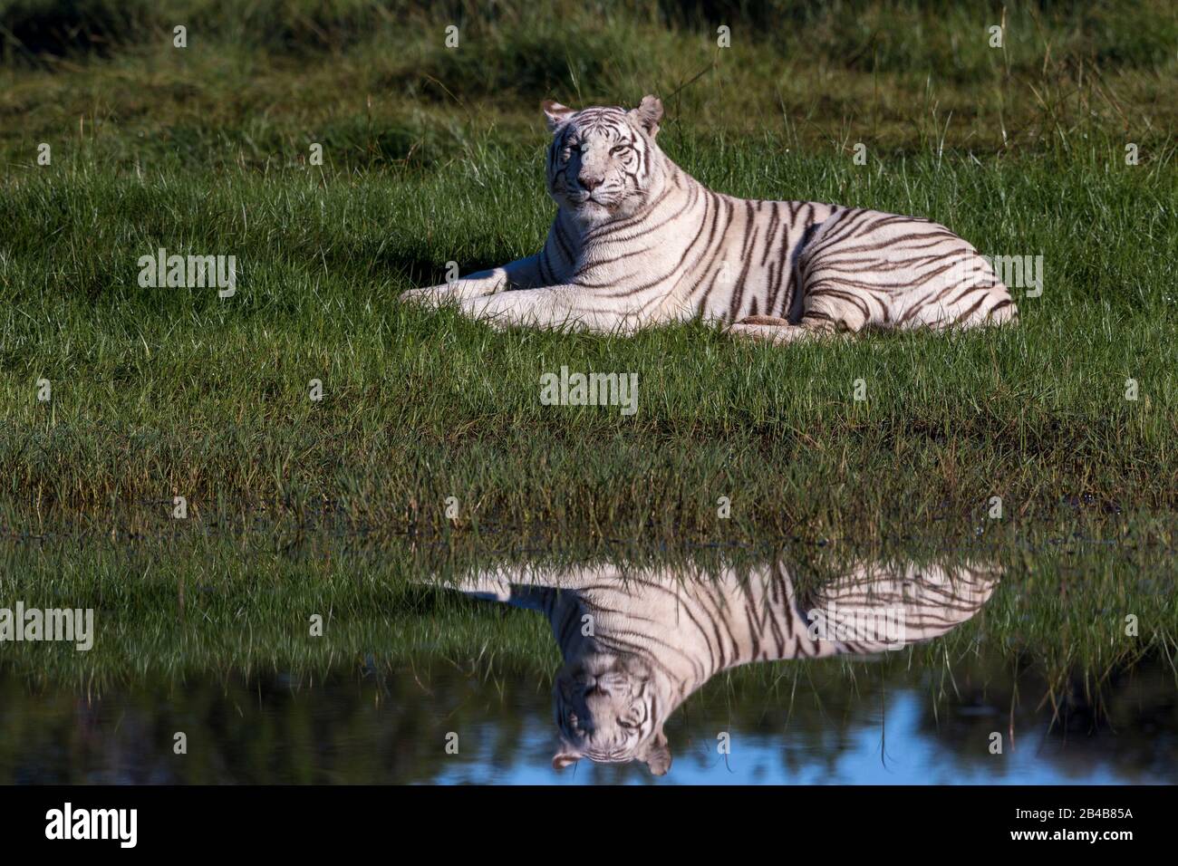 South Africa, Private reserve, Asian (Bengal) Tiger (Panthera tigris ...