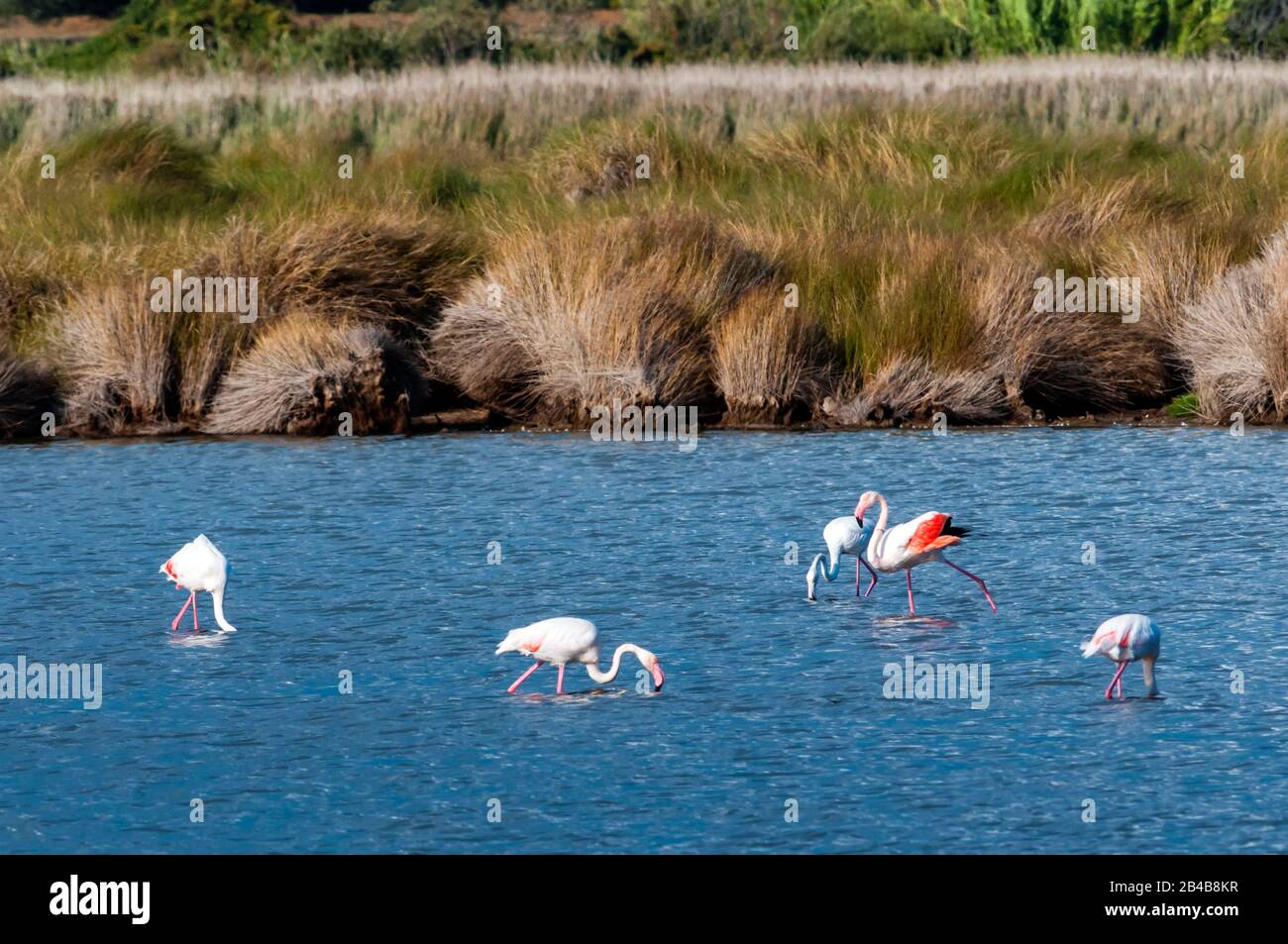 The wwf oasis lake burano hi-res stock photography and images - Alamy