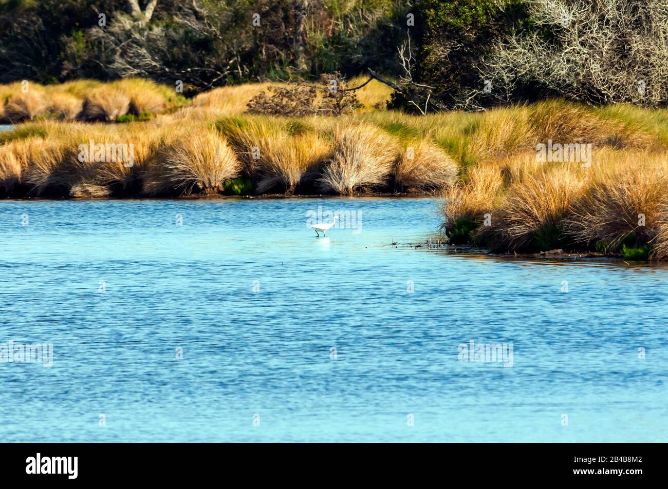 Italy, Tuscany, Capalbio, Burano Lake WWF Oasis, Grosseto province ...