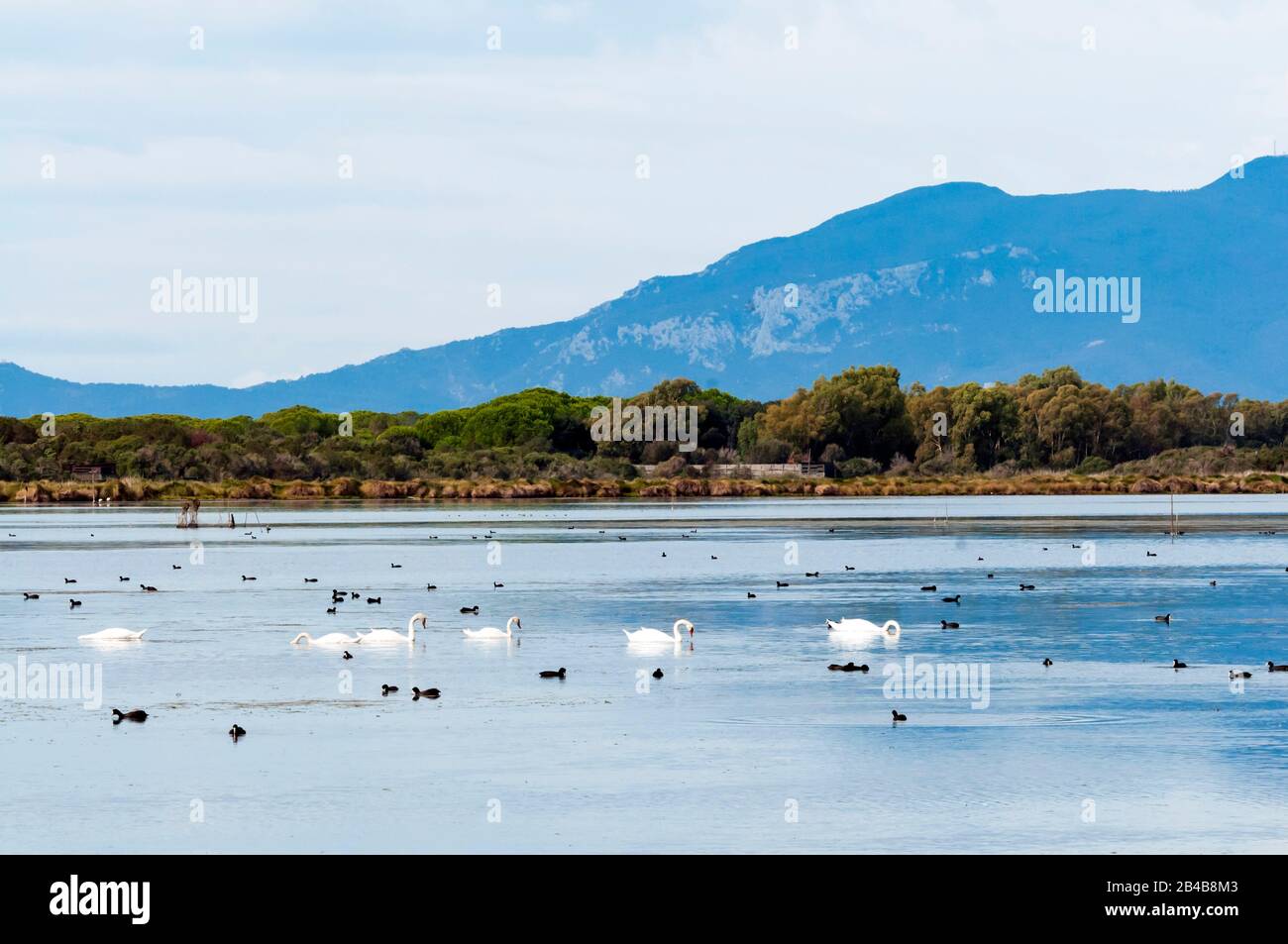 Italy, Tuscany, Capalbio, Burano Lake WWF Oasis, Grosseto province ...