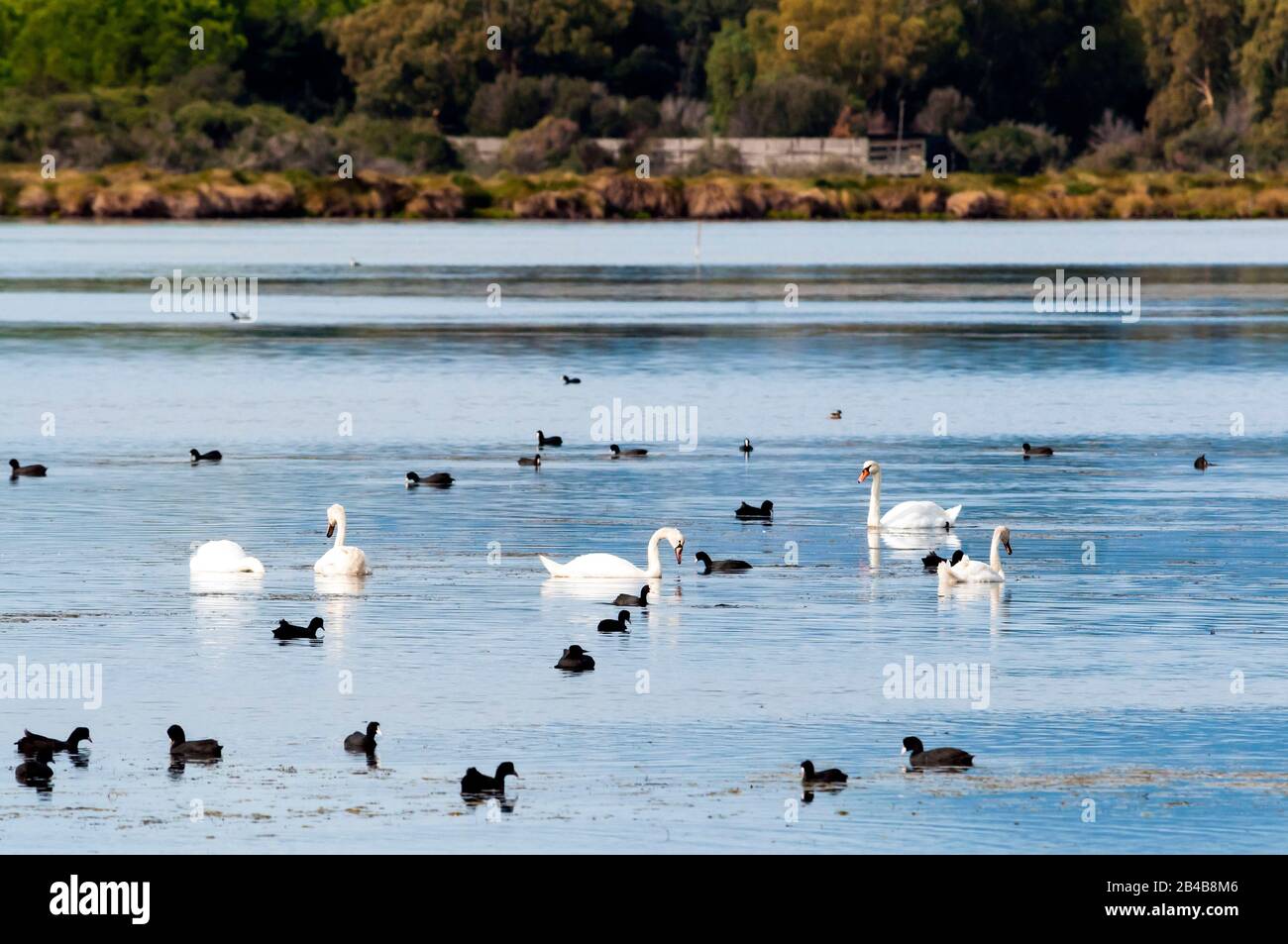 Italy, Tuscany, Capalbio, Burano Lake WWF Oasis, Grosseto province ...