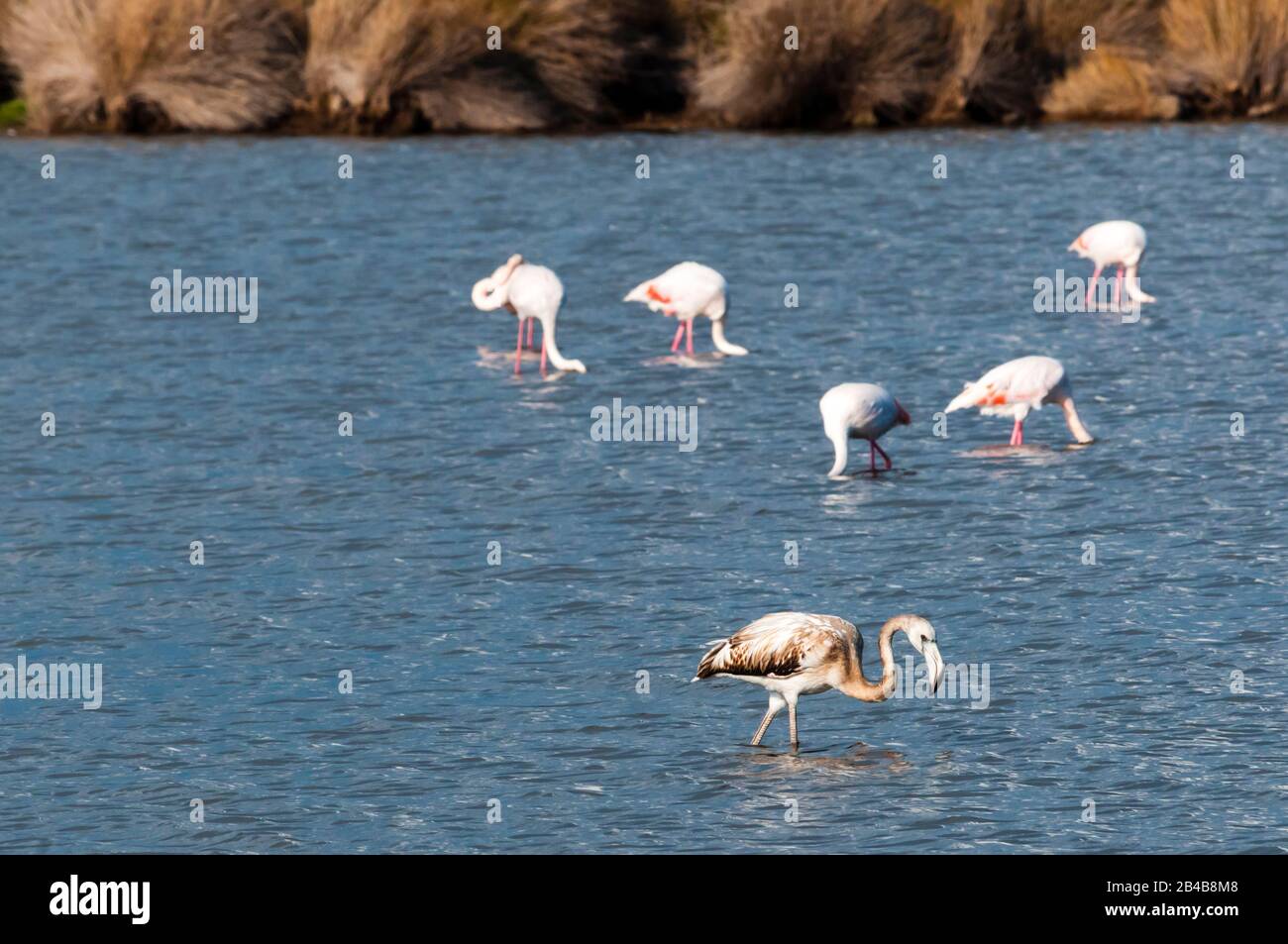 The wwf oasis lake burano hi-res stock photography and images - Alamy