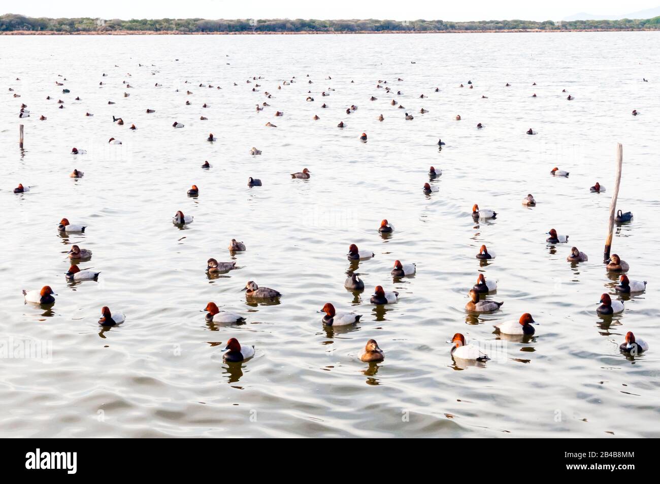 The wwf oasis lake burano hi-res stock photography and images - Alamy