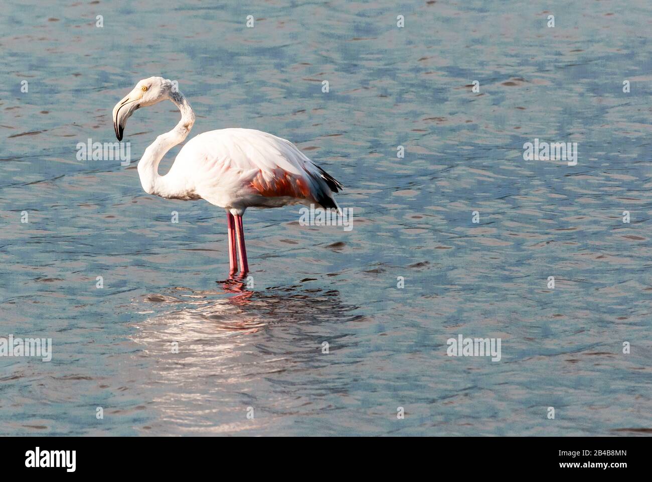 The wwf oasis lake burano hi-res stock photography and images - Alamy