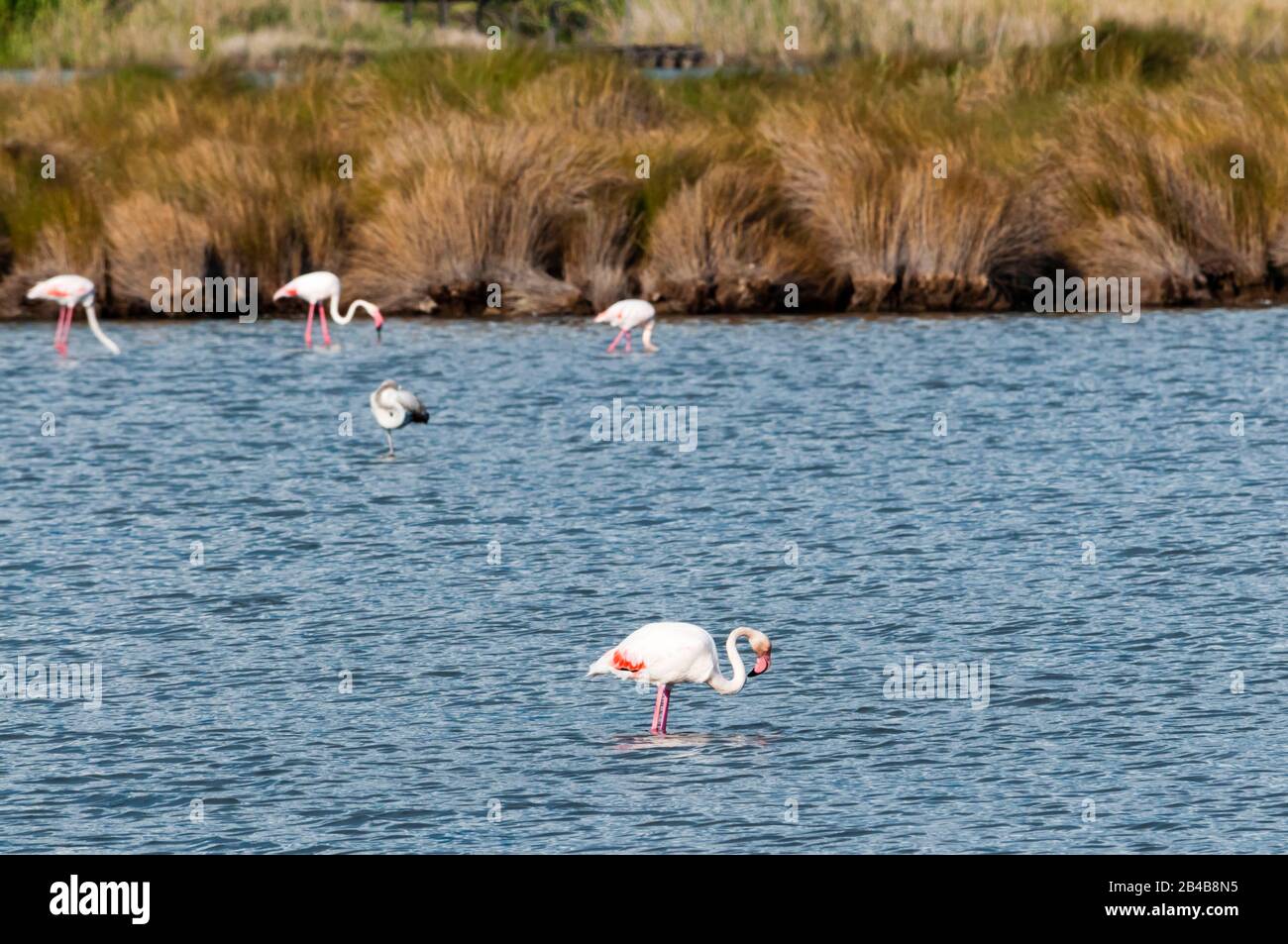 The wwf oasis lake burano hi-res stock photography and images - Alamy