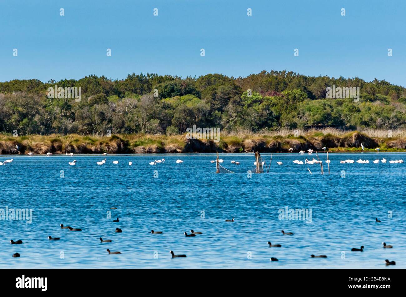 Italy, Tuscany, Capalbio, Grosseto province, Maremma, Burano Lake WWF ...