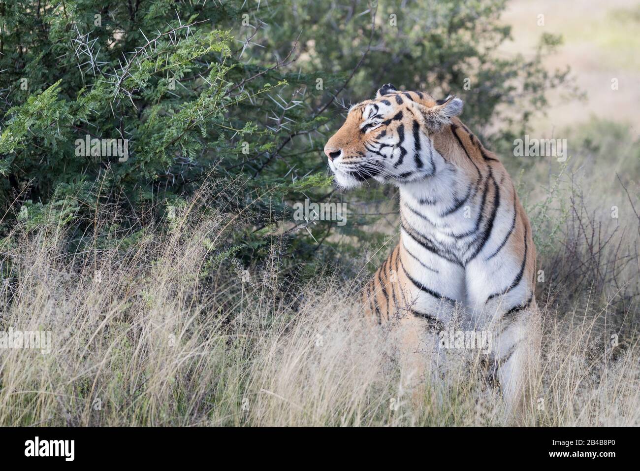 South Africa, Private reserve, Asian (Bengal) Tiger (Panthera tigris ...