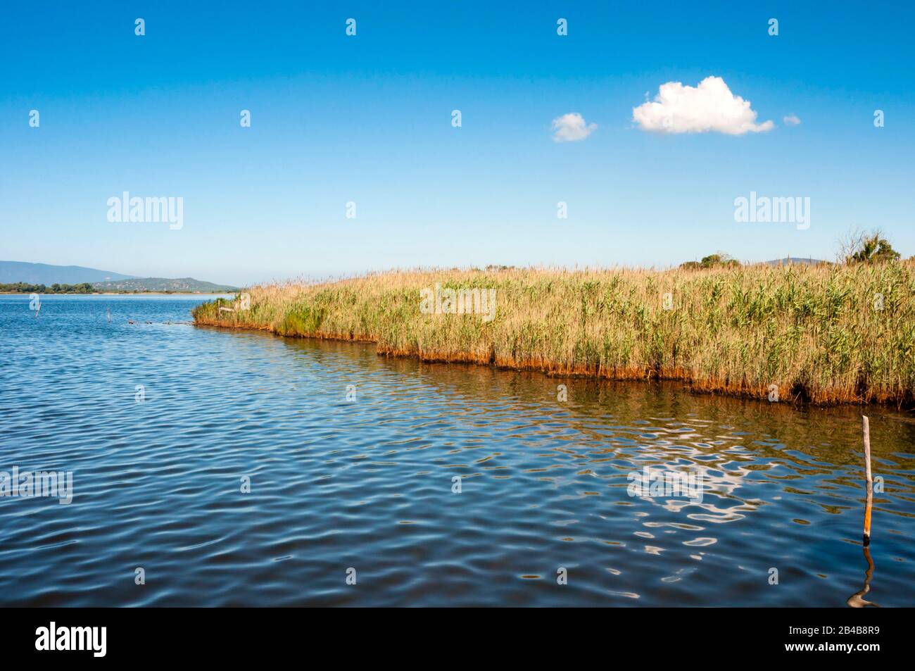 Italy, Tuscany, Capalbio, Grosseto province, Maremma, Burano Lake WWF ...