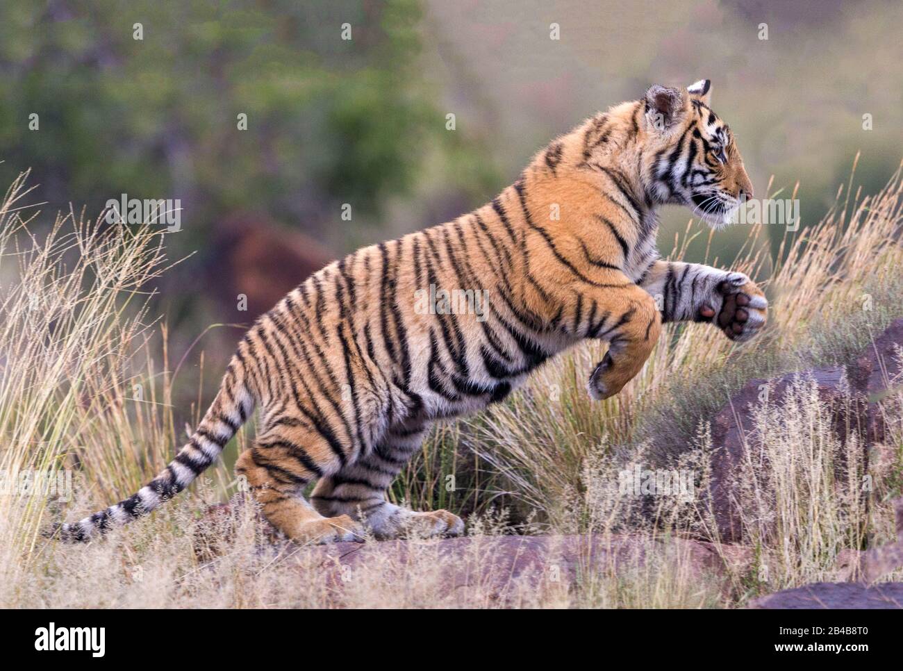 South Africa, Private reserve, Asian (Bengal) Tiger (Panthera tigris ...