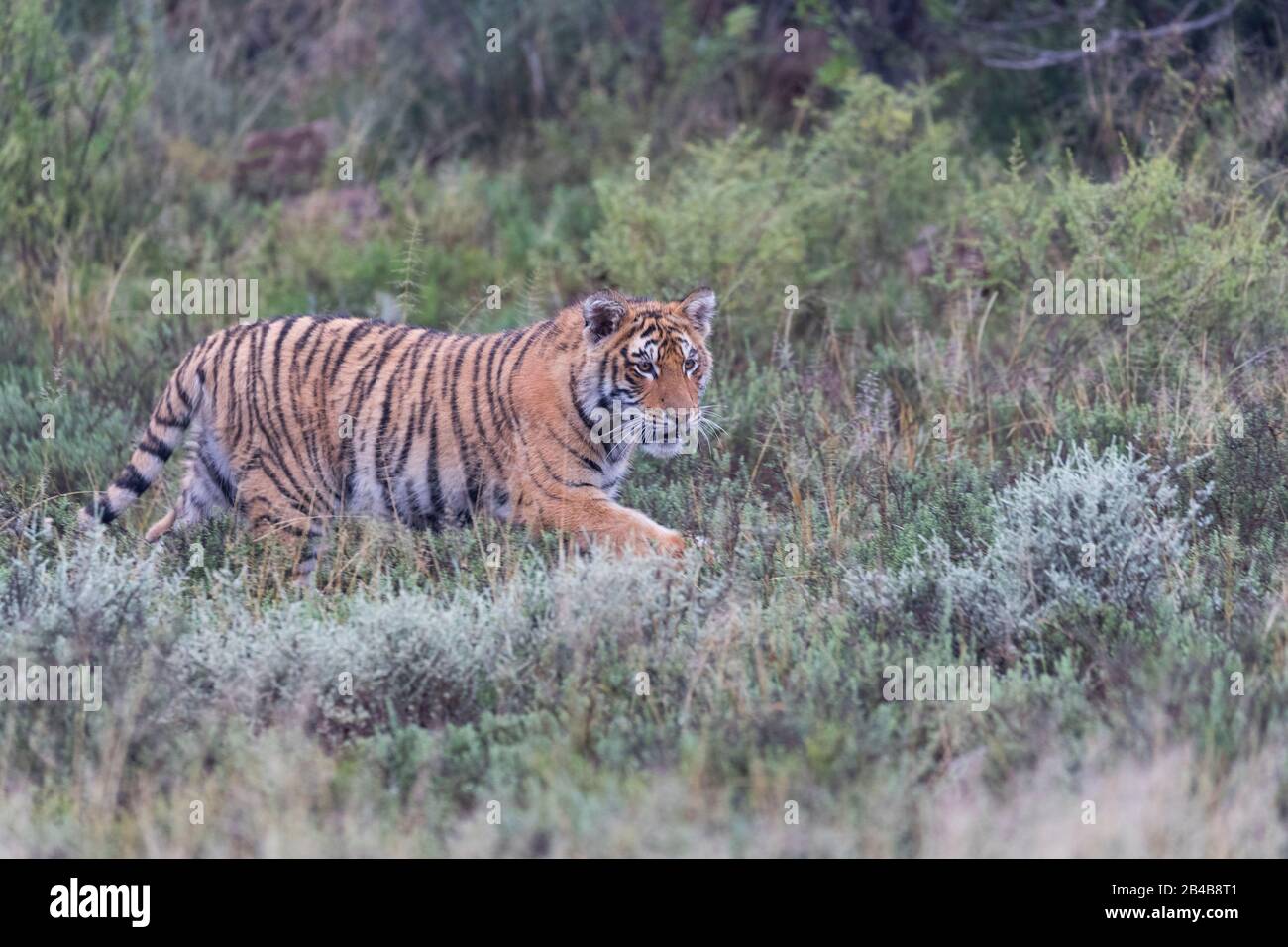 South Africa, Private reserve, Asian (Bengal) Tiger (Panthera tigris ...