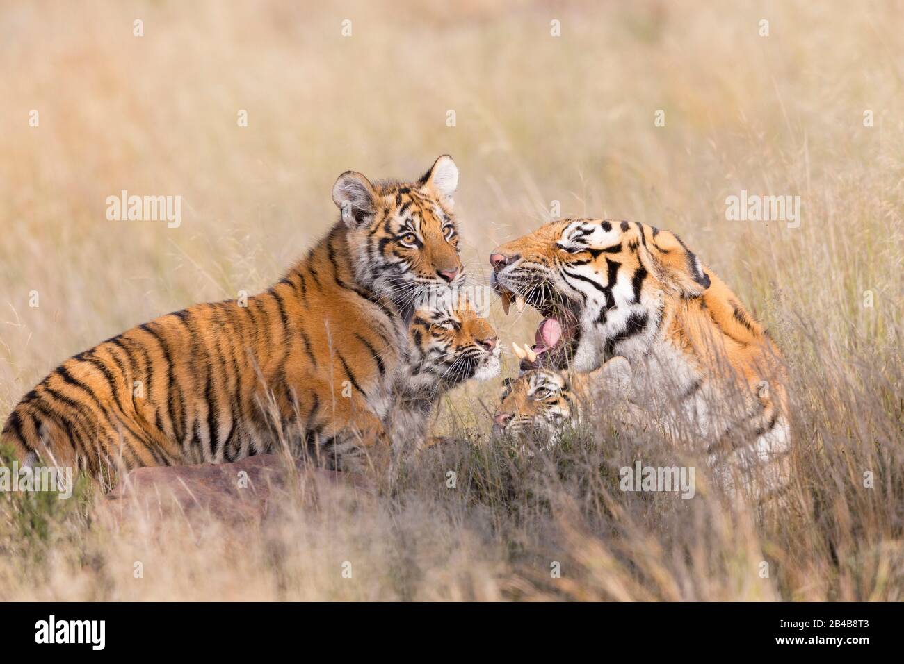 South Africa, Private reserve, Asian (Bengal) Tiger (Panthera tigris ...