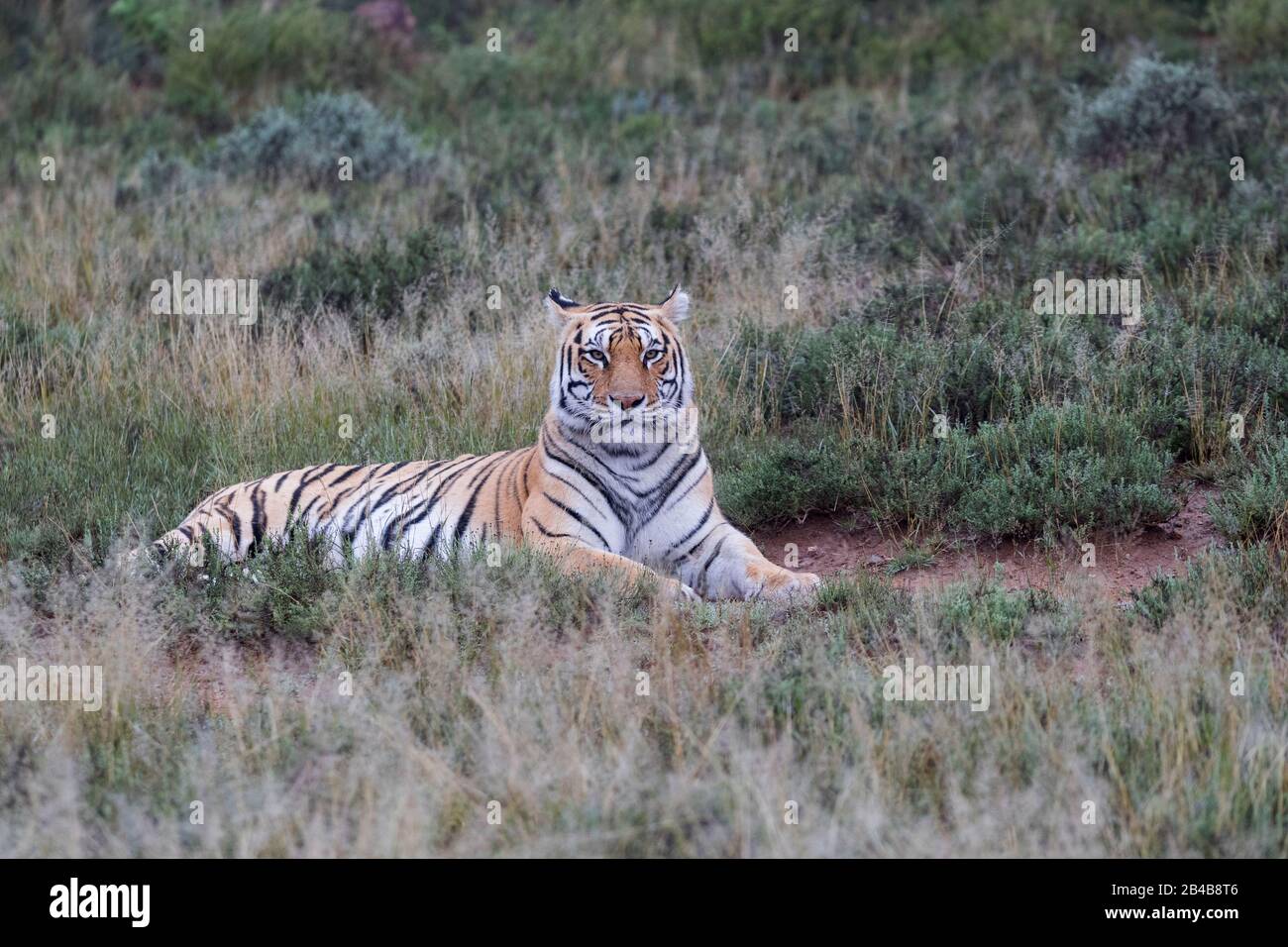 South Africa, Private reserve, Asian (Bengal) Tiger (Panthera tigris ...