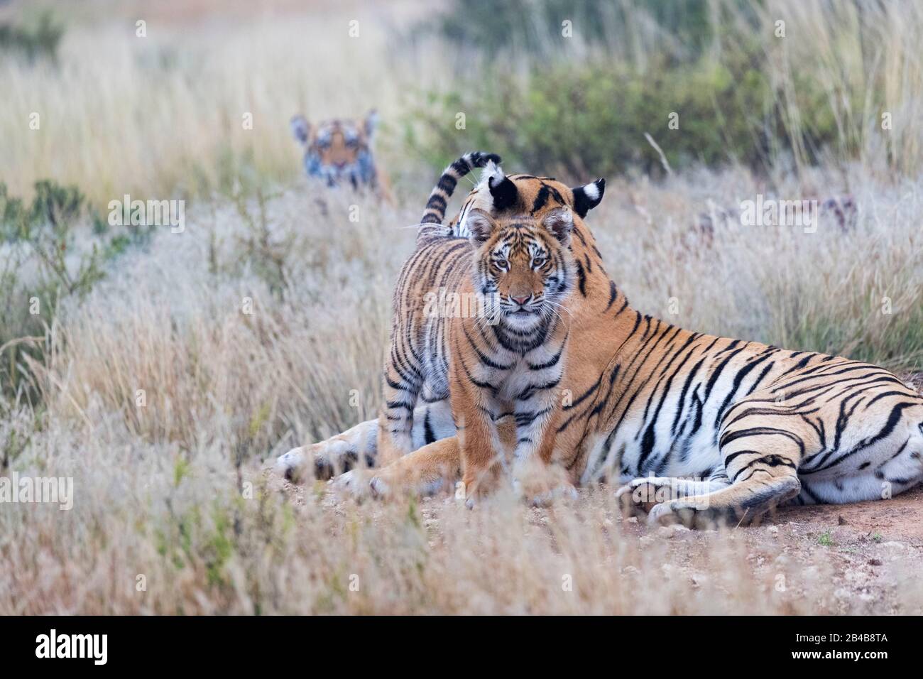 South Africa, Private reserve, Asian (Bengal) Tiger (Panthera tigris ...