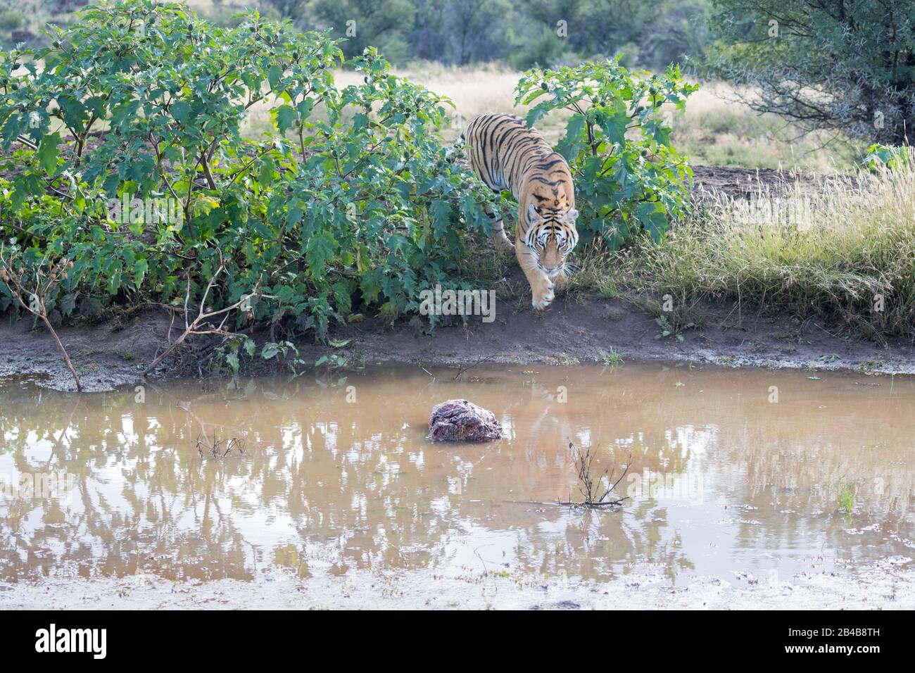 South Africa, Private reserve, Asian (Bengal) Tiger (Panthera tigris tigris), female adult ...