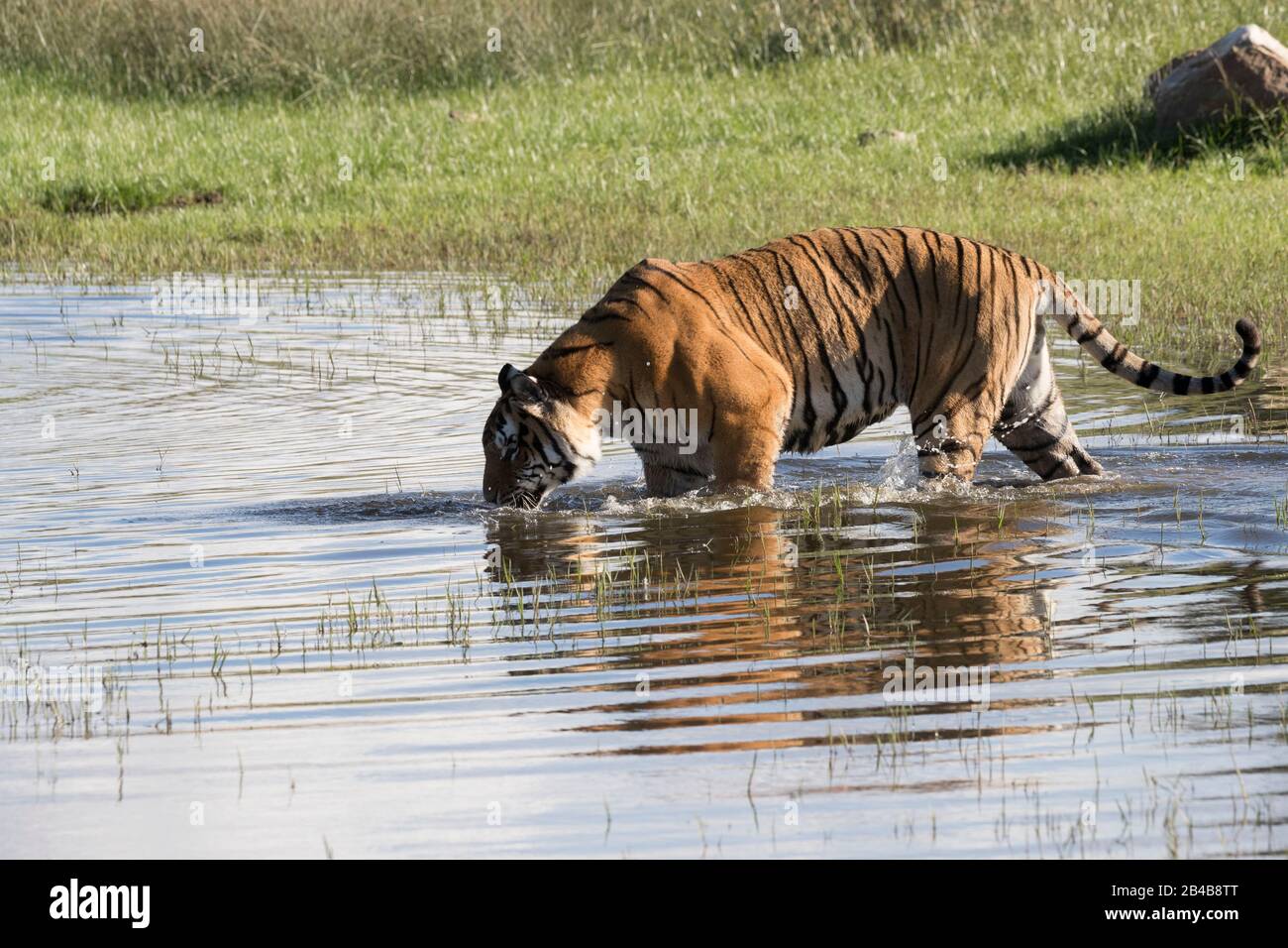 South Africa, Private reserve, Asian (Bengal) Tiger (Panthera tigris ...