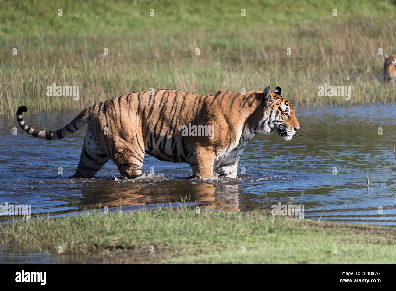 South Africa, Private reserve, Asian (Bengal) Tiger (Panthera tigris ...