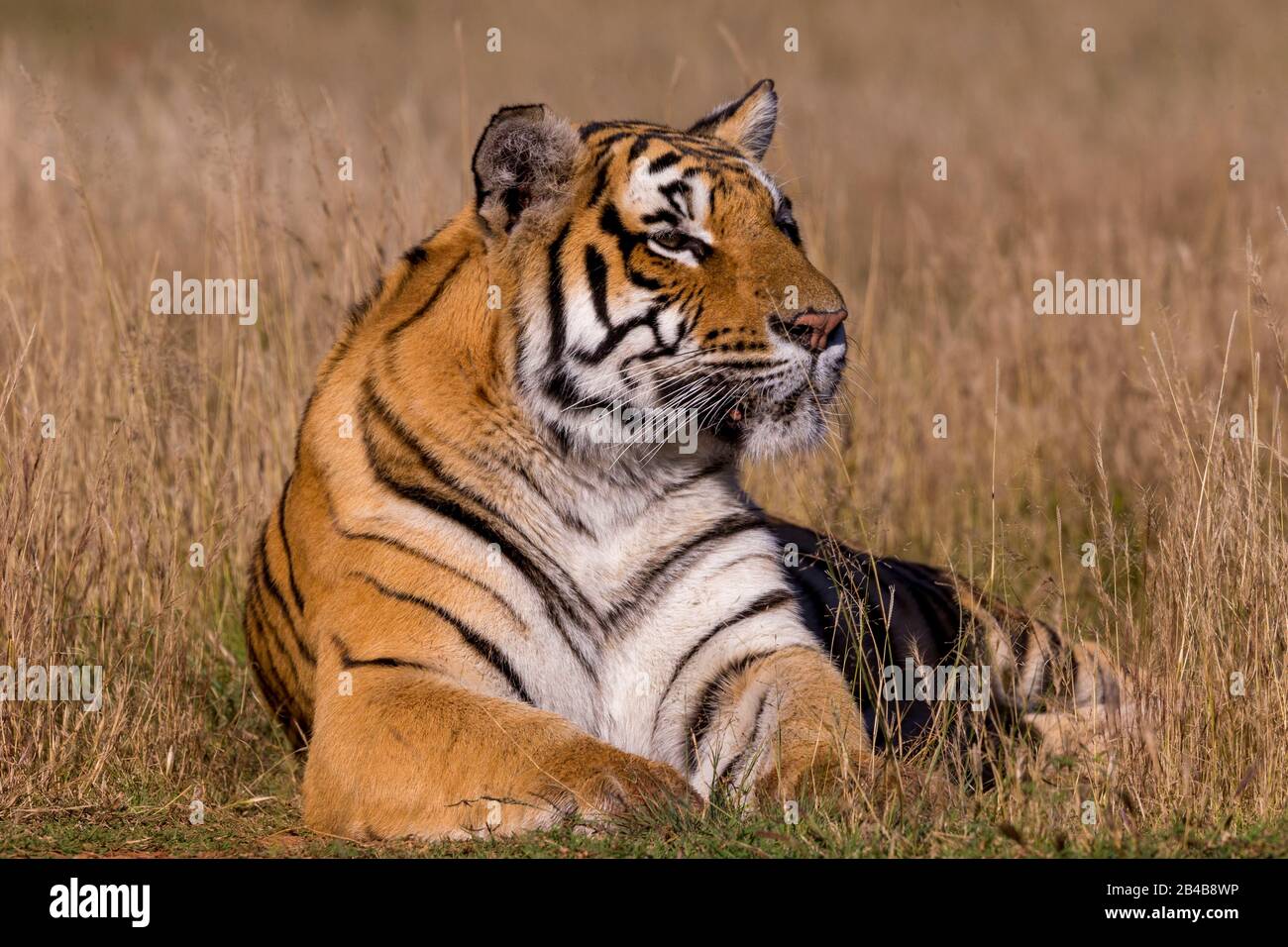 South Africa, Private reserve, Asian (Bengal) Tiger (Panthera tigris ...