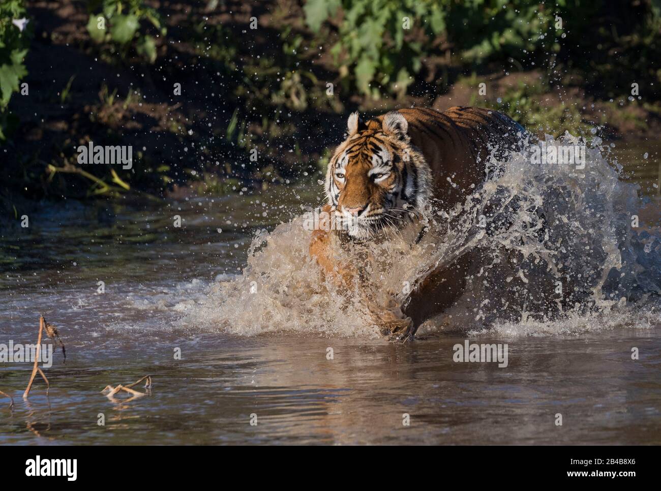 South Africa, Private reserve, Asian (Bengal) Tiger (Panthera tigris ...