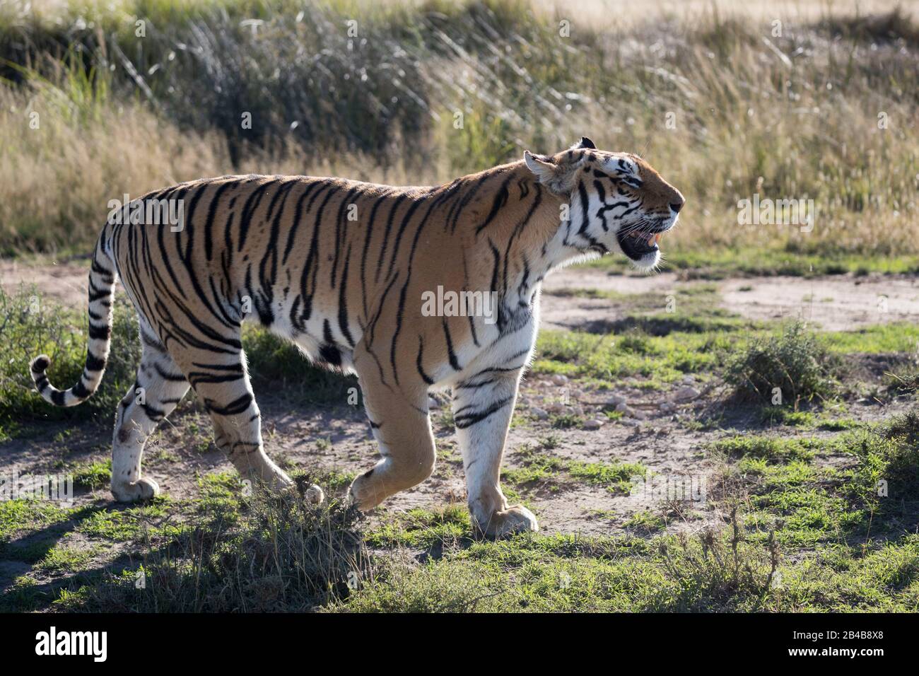 South Africa, Private reserve, Asian (Bengal) Tiger (Panthera tigris ...