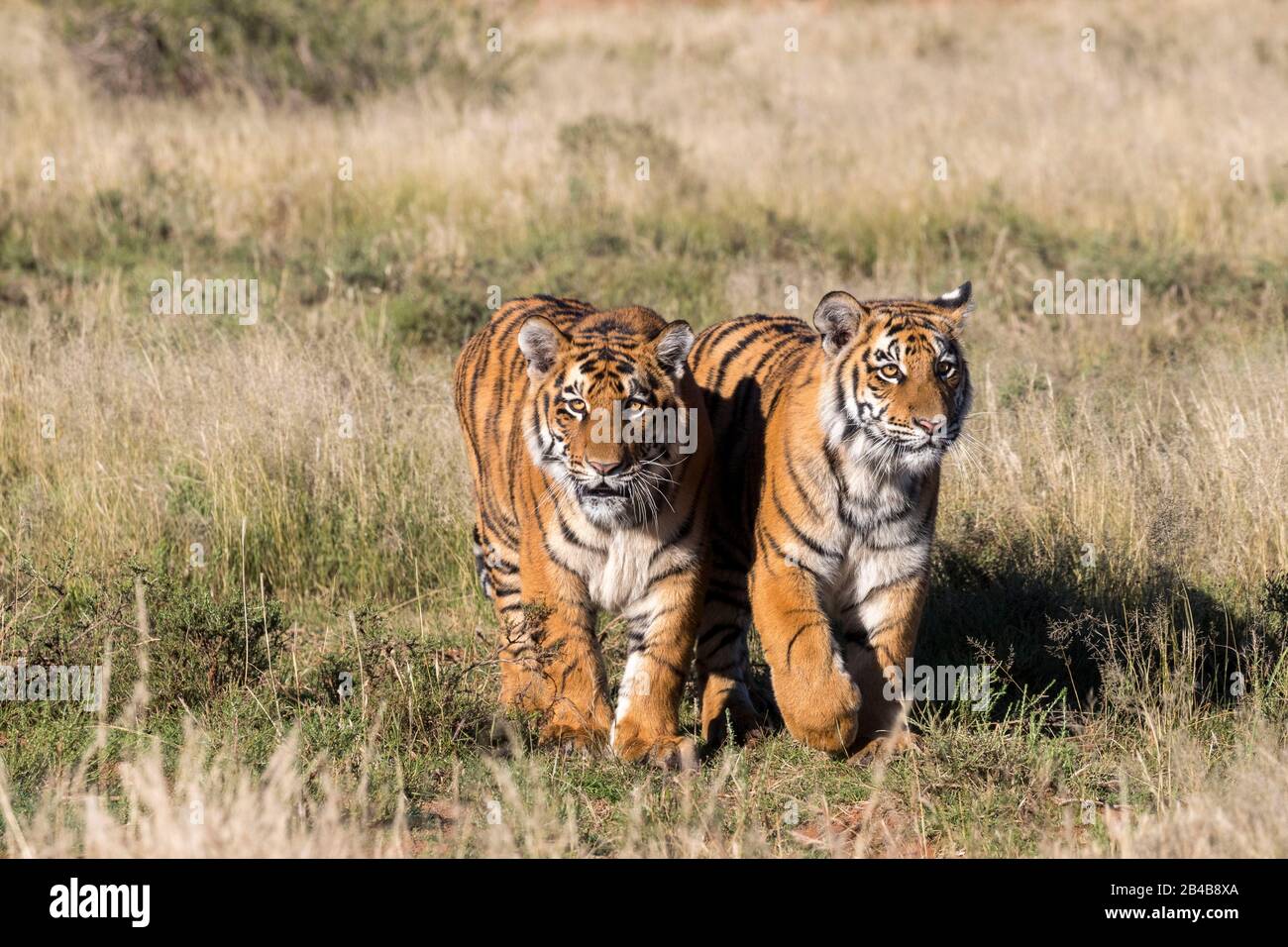 South Africa, Private reserve, Asian (Bengal) Tiger (Panthera tigris ...
