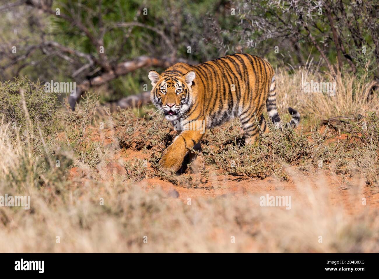 South Africa, Private reserve, Asian (Bengal) Tiger (Panthera tigris ...