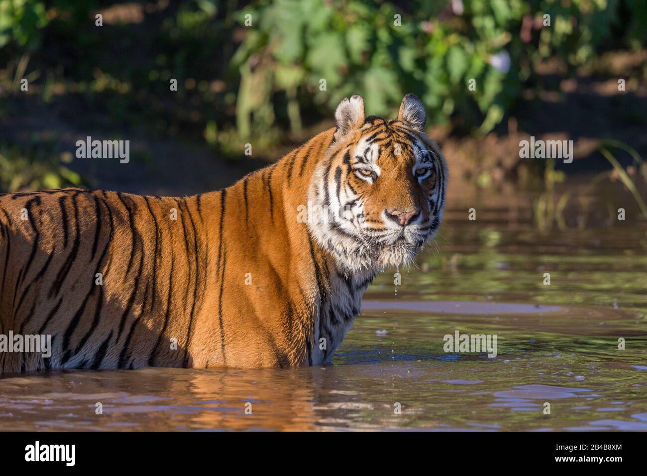 South Africa, Private reserve, Asian (Bengal) Tiger (Panthera tigris ...