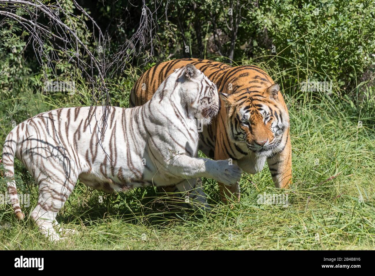 South Africa, Private reserve, Asian (Bengal) Tiger (Panthera tigris ...