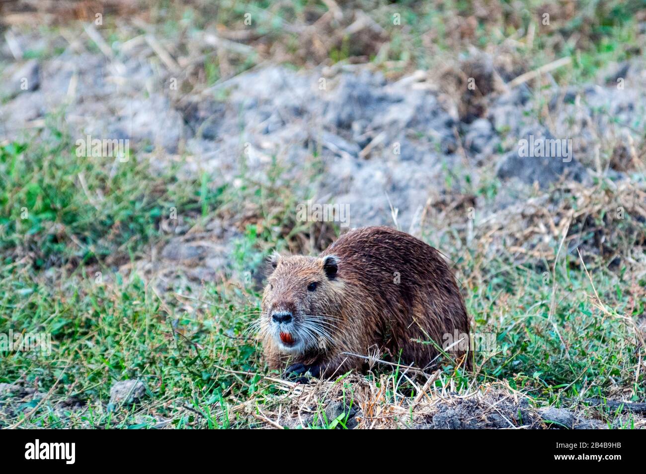 Nutria italy hi-res stock photography and images - Alamy