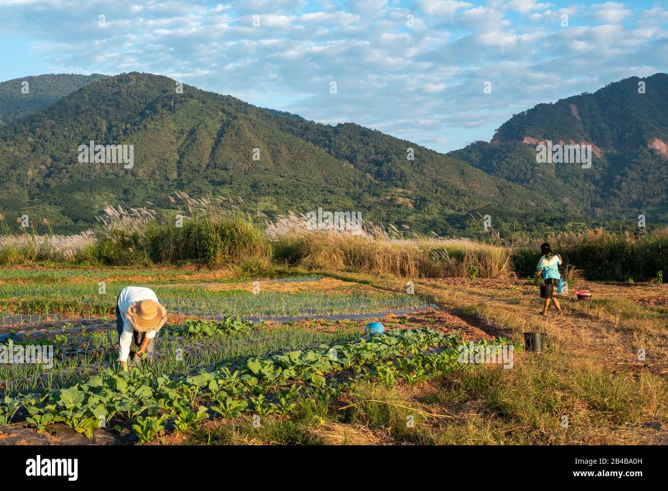 Laos, Phongsaly province, around Ou Tai town, crops Stock Photo - Alamy