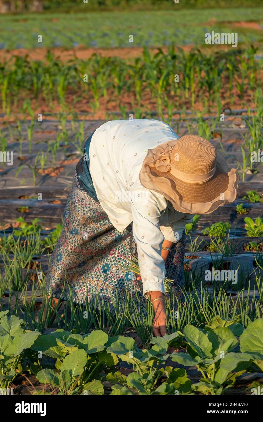 Laos, Phongsaly province, around Ou Tai town, crops Stock Photo - Alamy