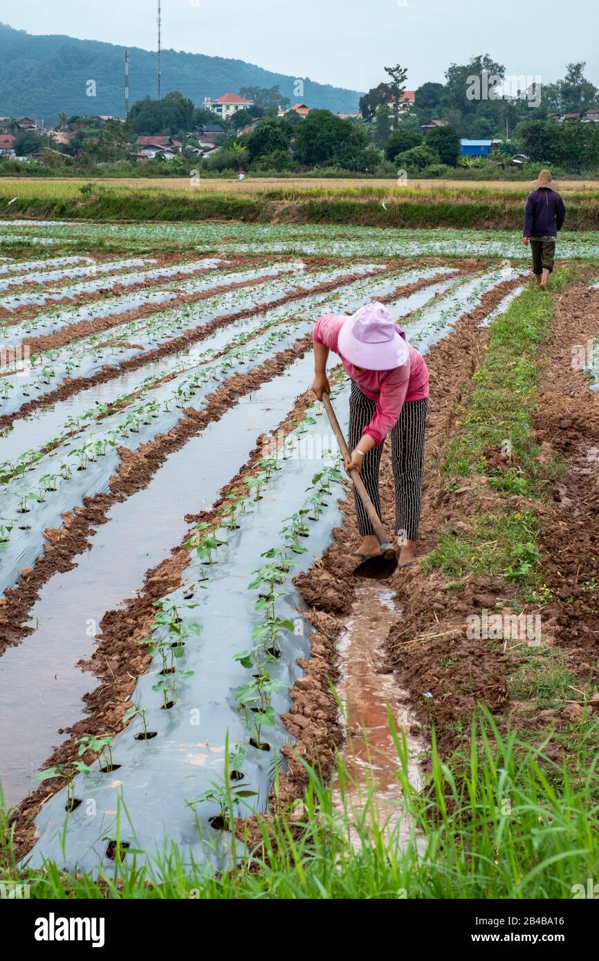 Laos, Phongsaly province, around Ou Tai town, crops Stock Photo - Alamy