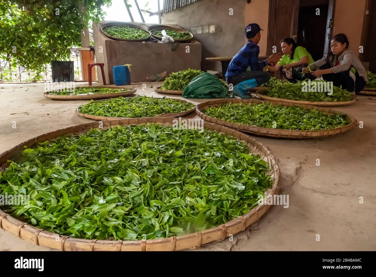 Laos, Phongsaly province, Ban Komaen, tea plantation, drying of the ...