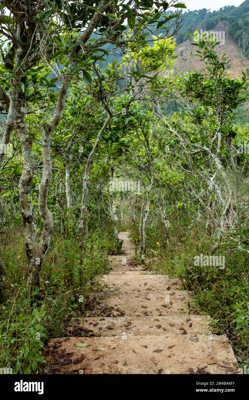 Laos, Phongsaly province, Ban Komaen, tea plantation 400 years old ...