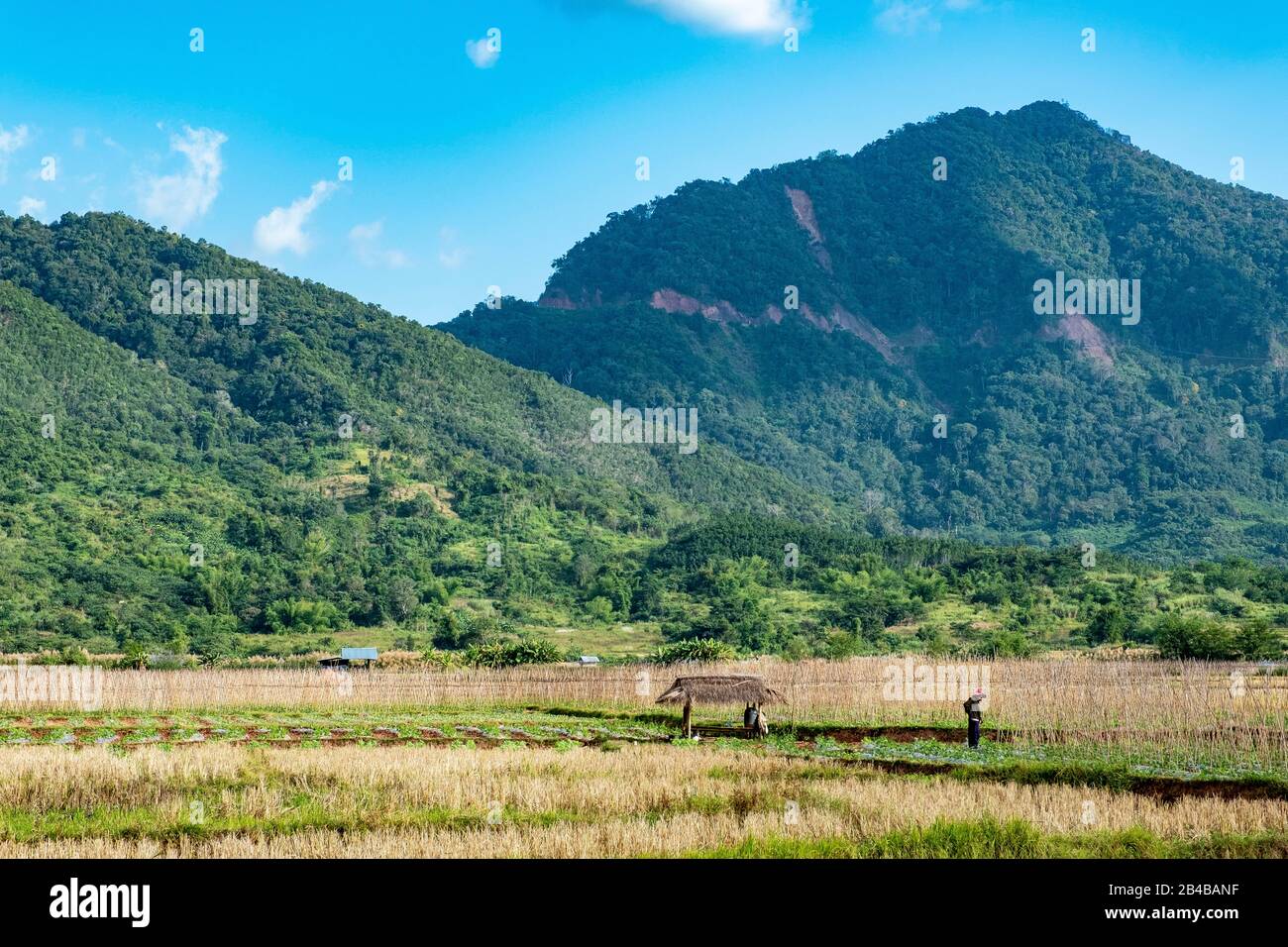 Laos, Phongsaly province, around Ou Tai town, crops Stock Photo - Alamy