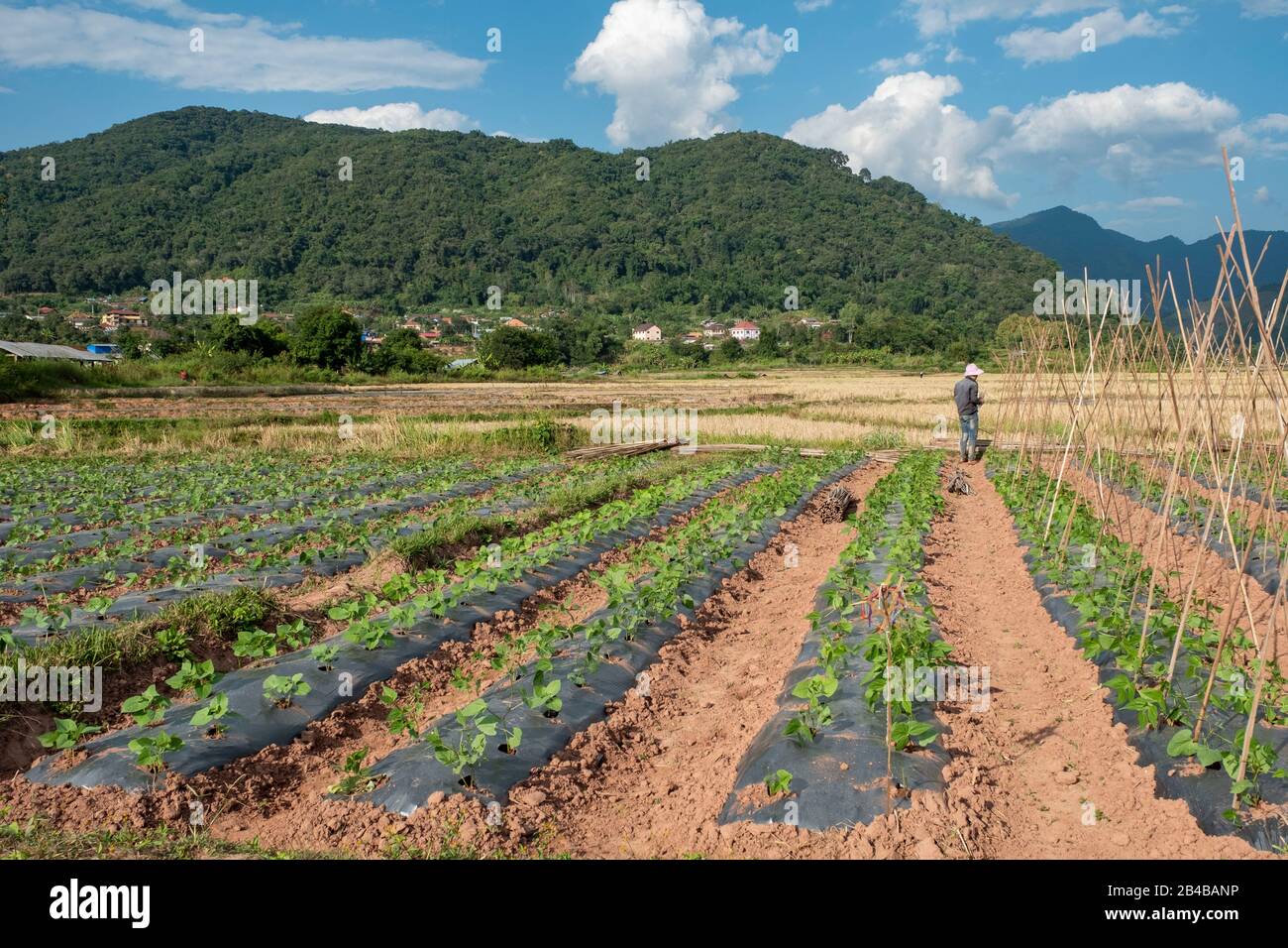 Laos, Phongsaly province, around Ou Tai town, crops Stock Photo - Alamy