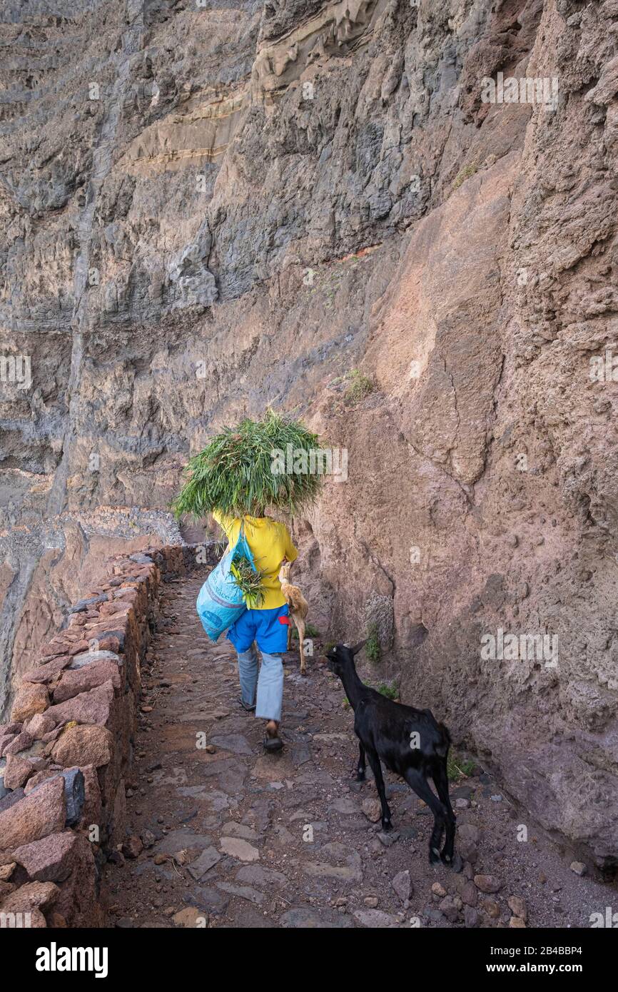 Cape Verde, Santo Antao island, farmer and his goats on the coastal ...