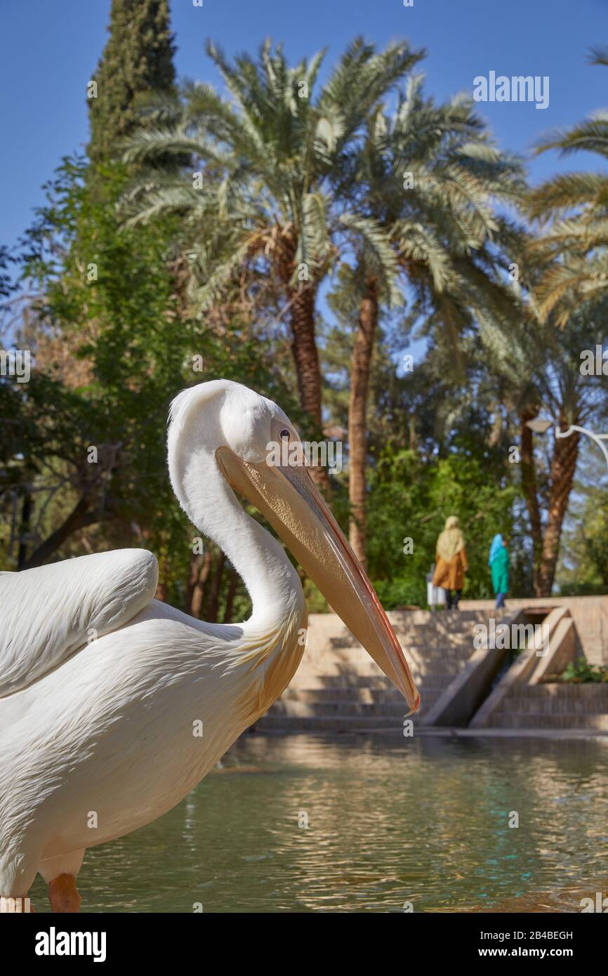 Iranian caviar hi-res stock photography and images - Alamy