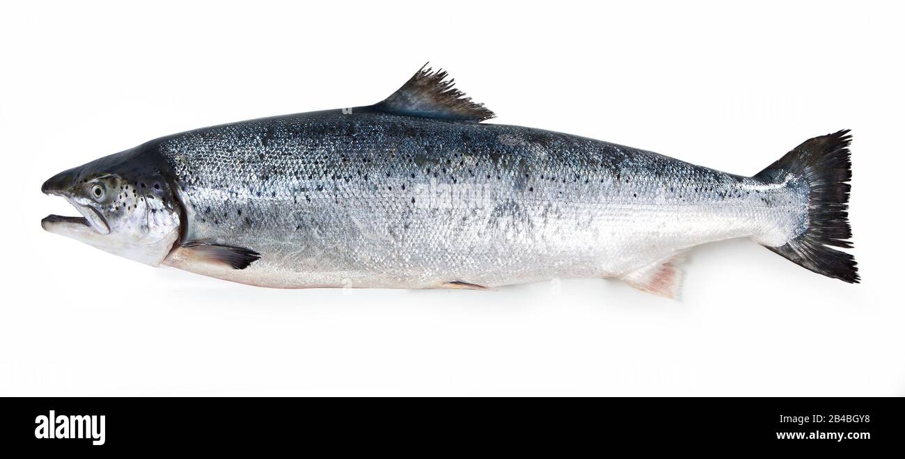Salmo Salar Fishing High Resolution Stock Photography and Images - Alamy