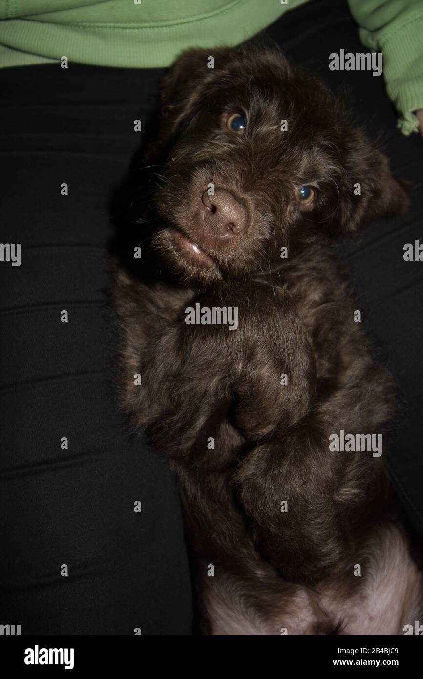 Chiots Labradoodle Standard Dog Pup Foto's, Afbeeldingen En Stock