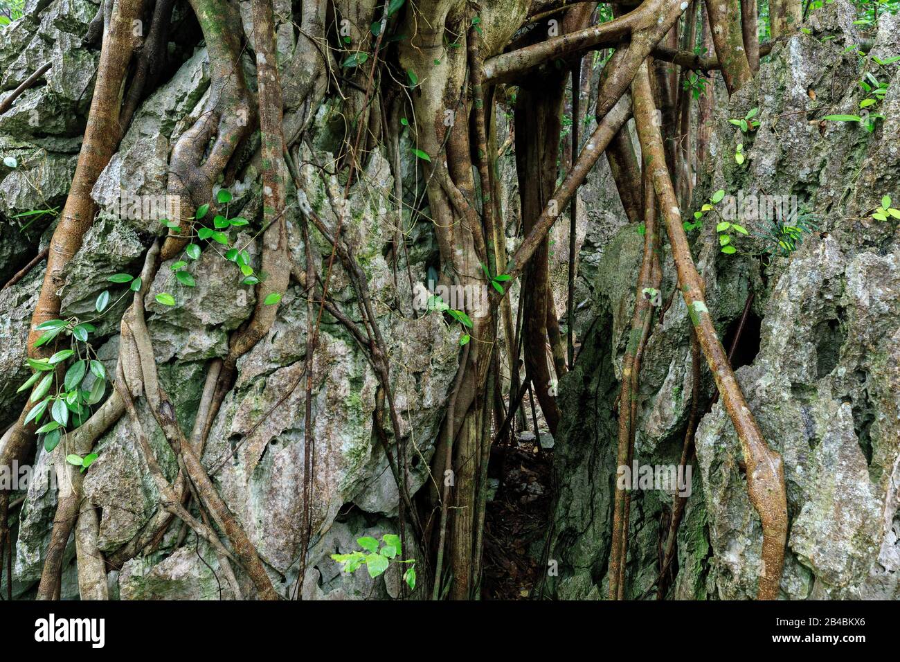 Japan, Okinawa Island, Ginama, Yambaru National park, Daisekirinzan ...