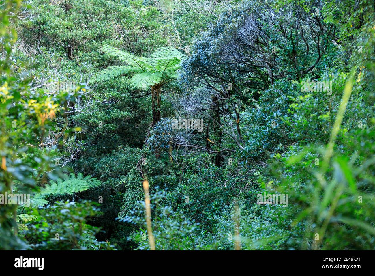 Japan, Okinawa Island, Afuso, The Atta Terrace, the garden Stock Photo ...