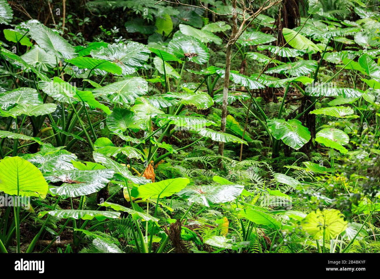 Japan, Okinawa Island, Afuso, The Atta Terrace, the garden Stock Photo ...
