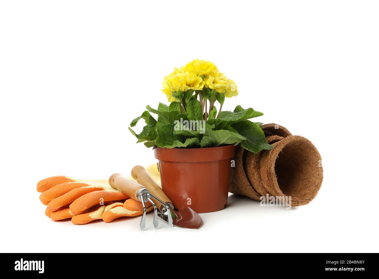 Primrose and gardening tools isolated on white background Stock Photo ...