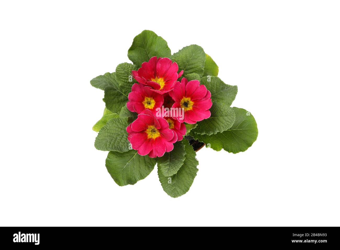 Pink primrose isolated on white background, top view Stock Photo - Alamy