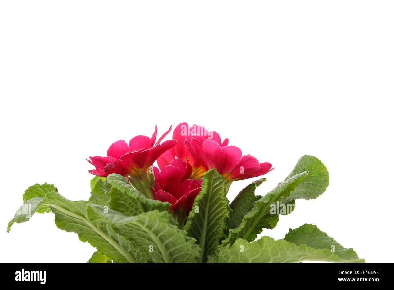 Pink primrose isolated on white background, close up Stock Photo - Alamy