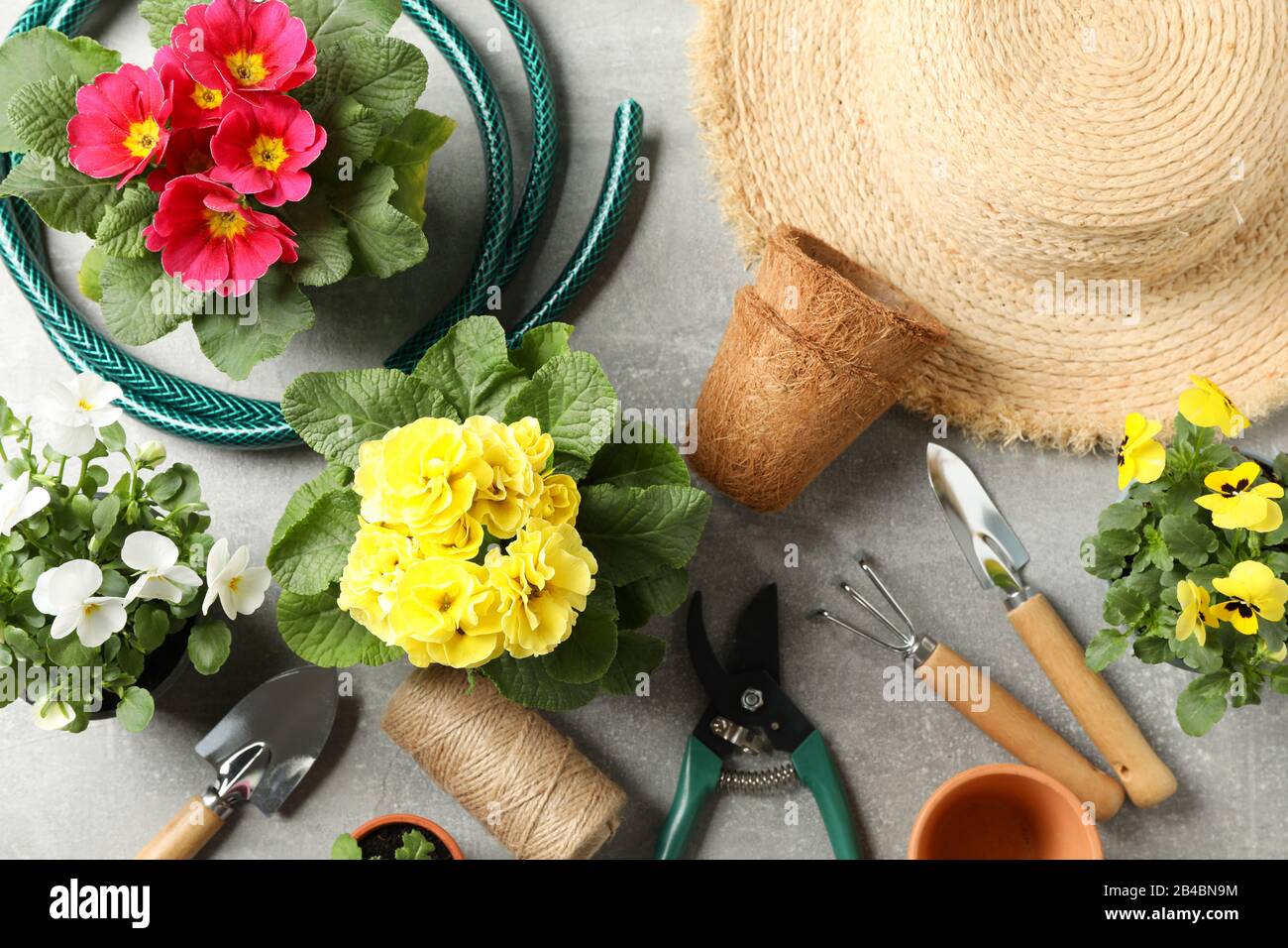 Flowers, gardening tools and accessories on grey background, top view ...