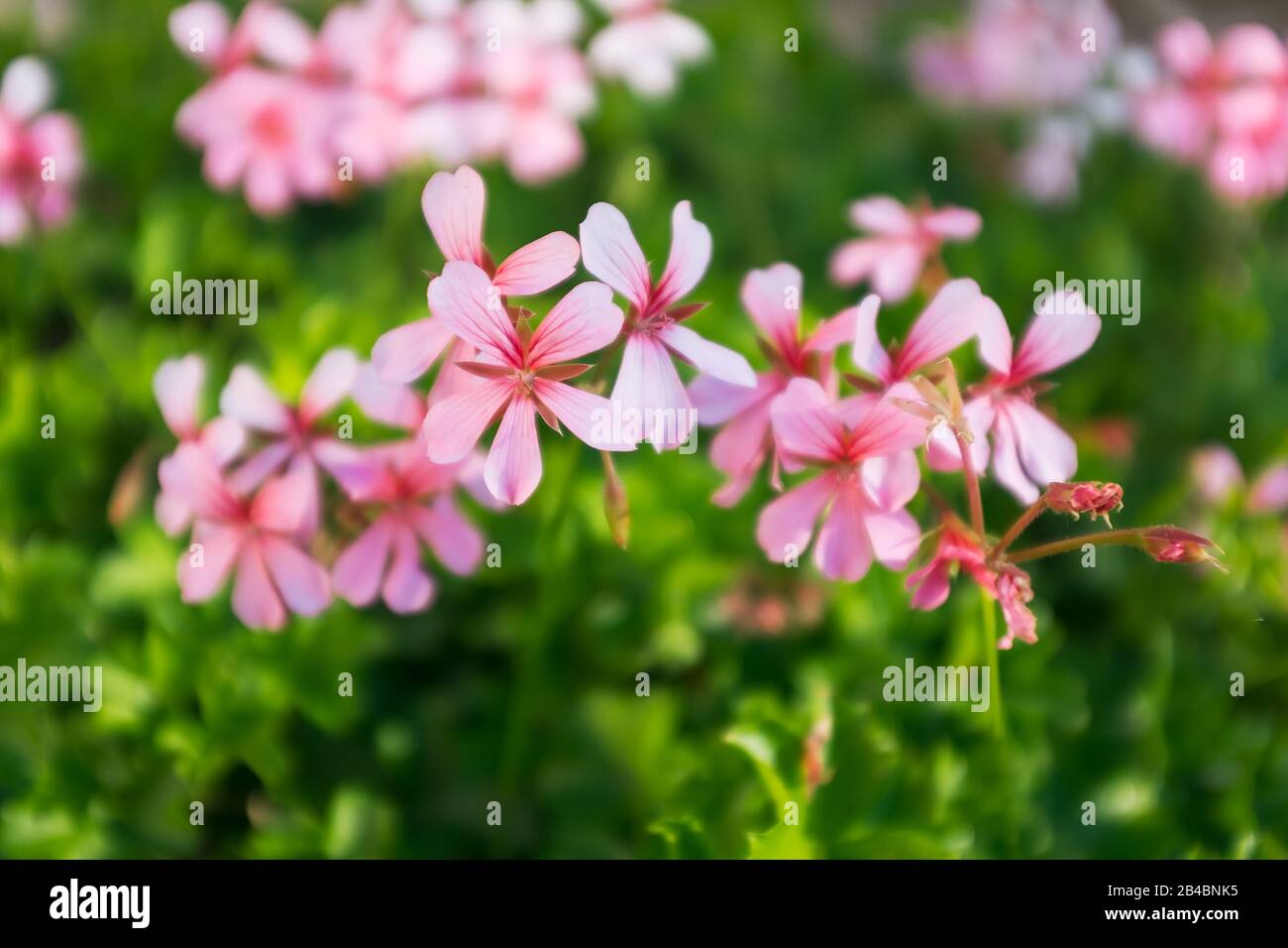 Closeup of geranium macrorrhizum, crane's bill in bloom among green ...